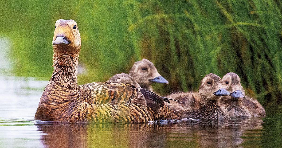 Understanding Waterfowl: Northern Exposure | Ducks Unlimited